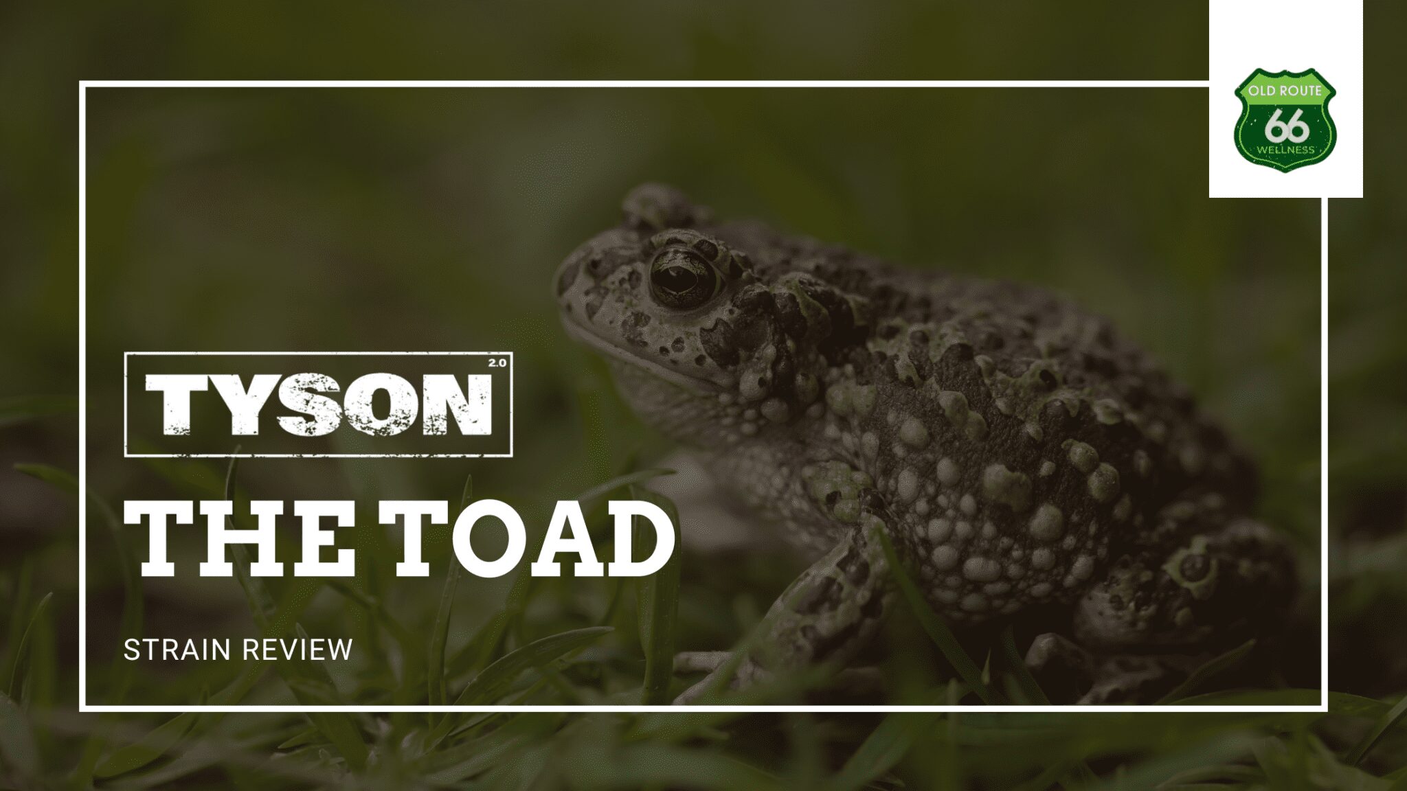 The Toad High THC Heavy-Hitter Marijuana Strain By Mike Tyson